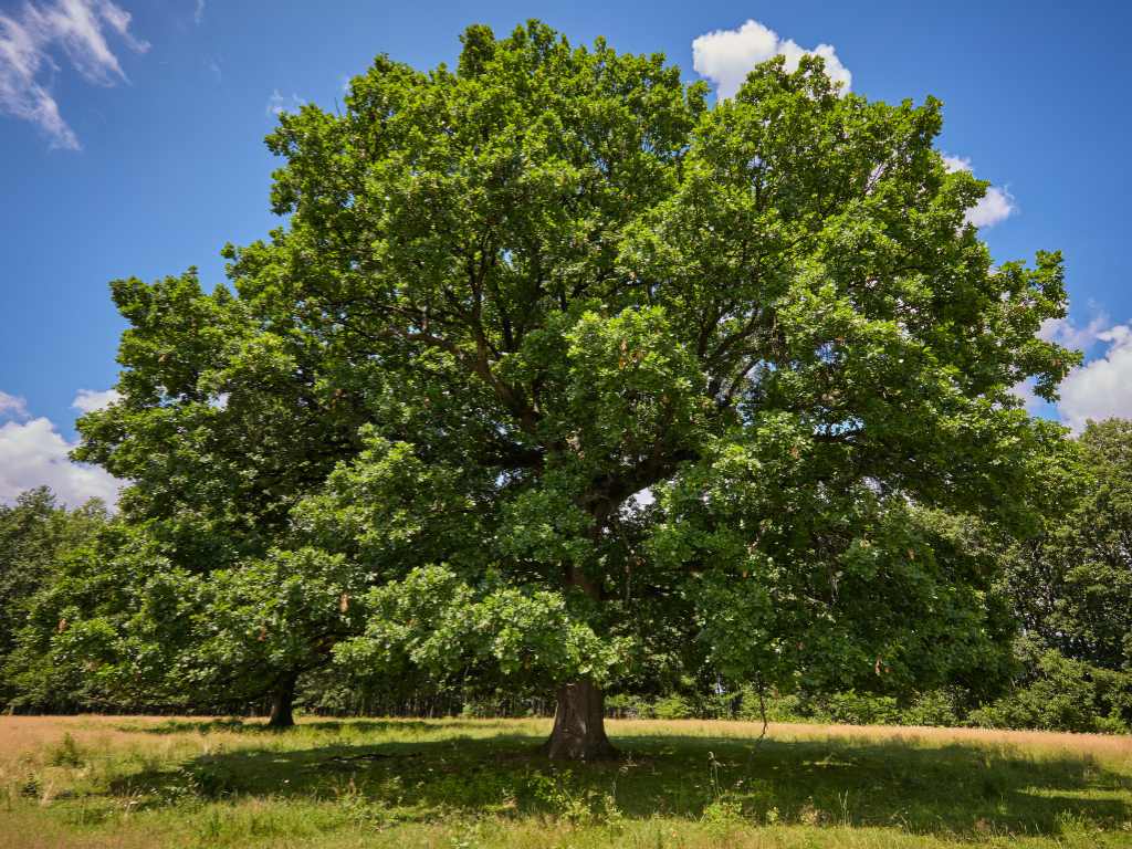 Bosicoon: de eikenboom - Amsterdamse Bos