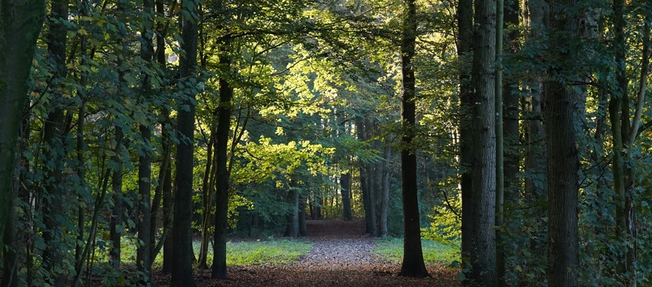 Het Amsterdamse Bos klimaatbestendig voor de toekomst - Amsterdamse Bos