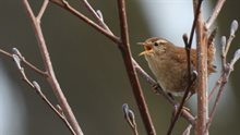 Bosicoon: winterkoning | Amsterdamse Bos
