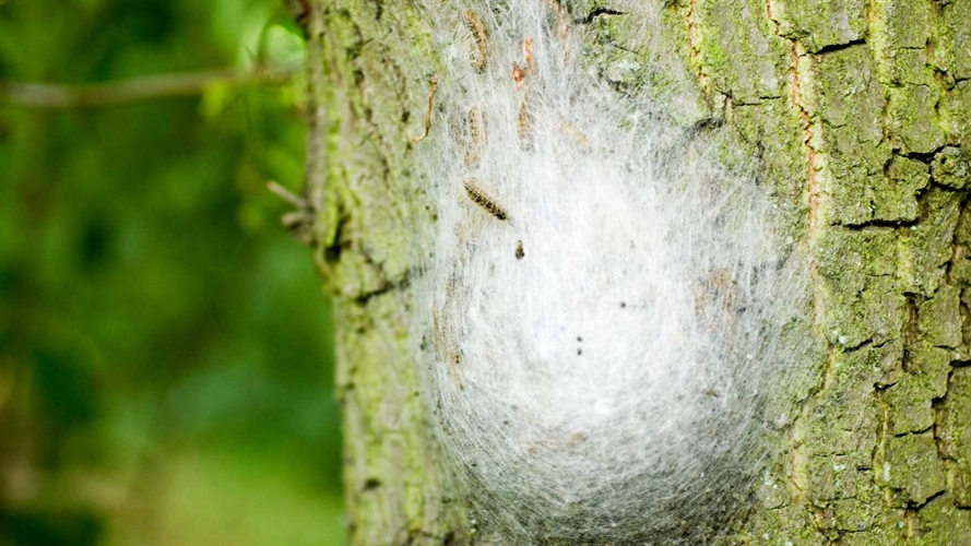 Natuurlijke bestrijding eikenprocessierups - Amsterdamse Bos